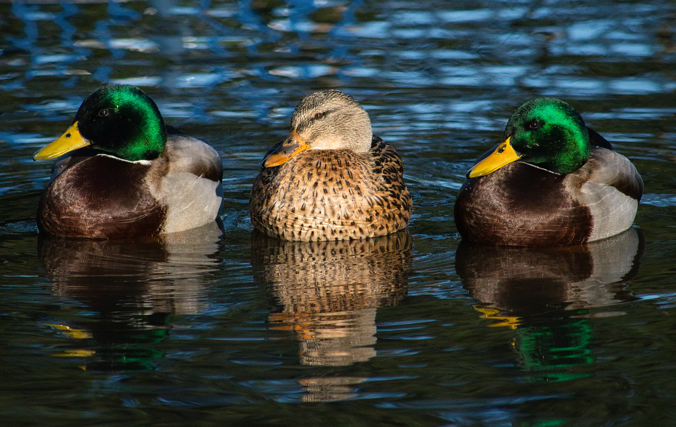 Birds of the Same Species that Look Different - birds photo contest ...