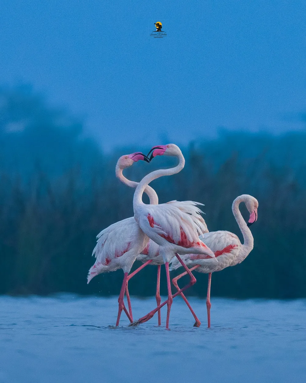 Anything White (in colour) - stilllife photo contest | Photocrowd photo ...