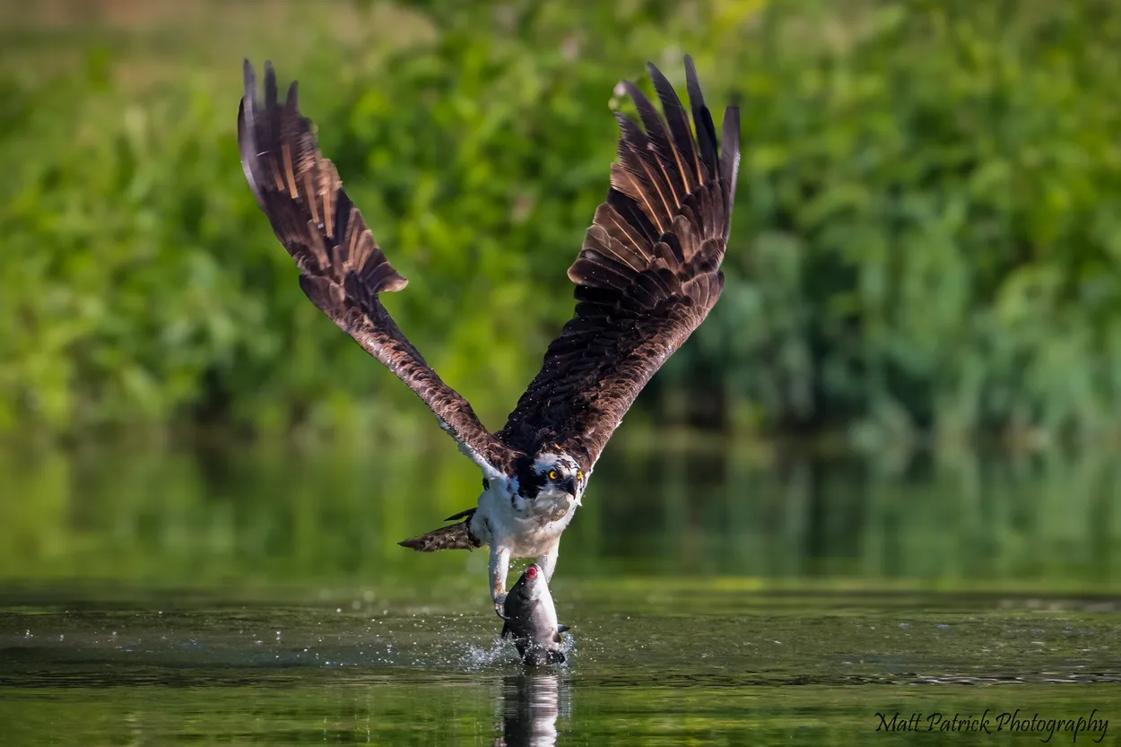 Birds Flying - birds photo contest | Photocrowd photo competitions ...