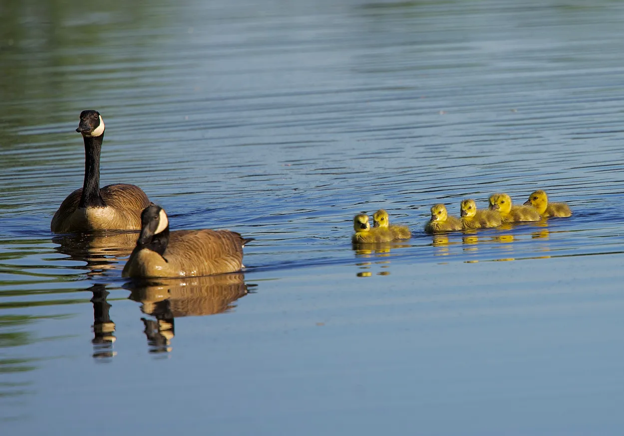 Geese with Goslings (in colour) - birds photo contest | Photocrowd ...