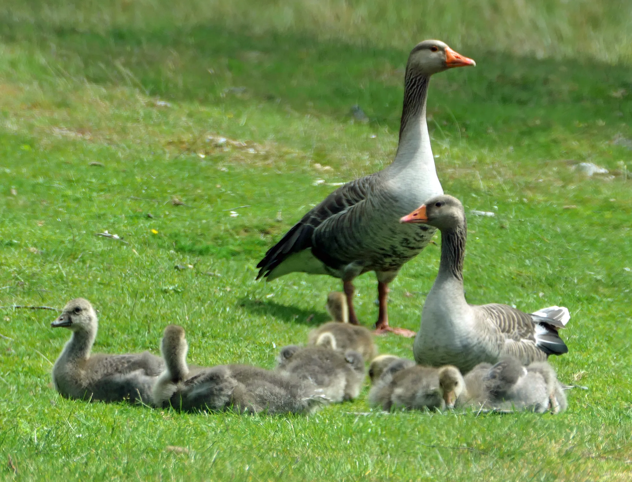 Geese with Goslings (in colour) - birds photo contest | Photocrowd ...