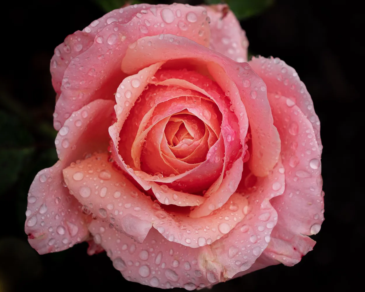 Only Roses - flowers photo contest | Photocrowd photo competitions ...