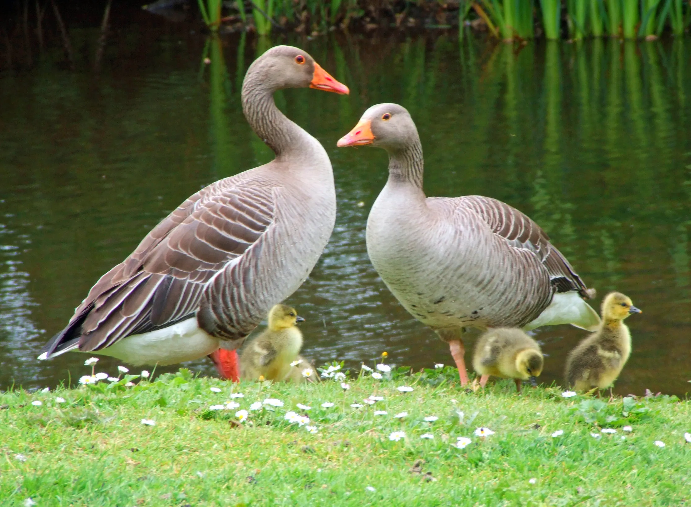 Geese with Goslings (in colour) - birds photo contest | Photocrowd ...