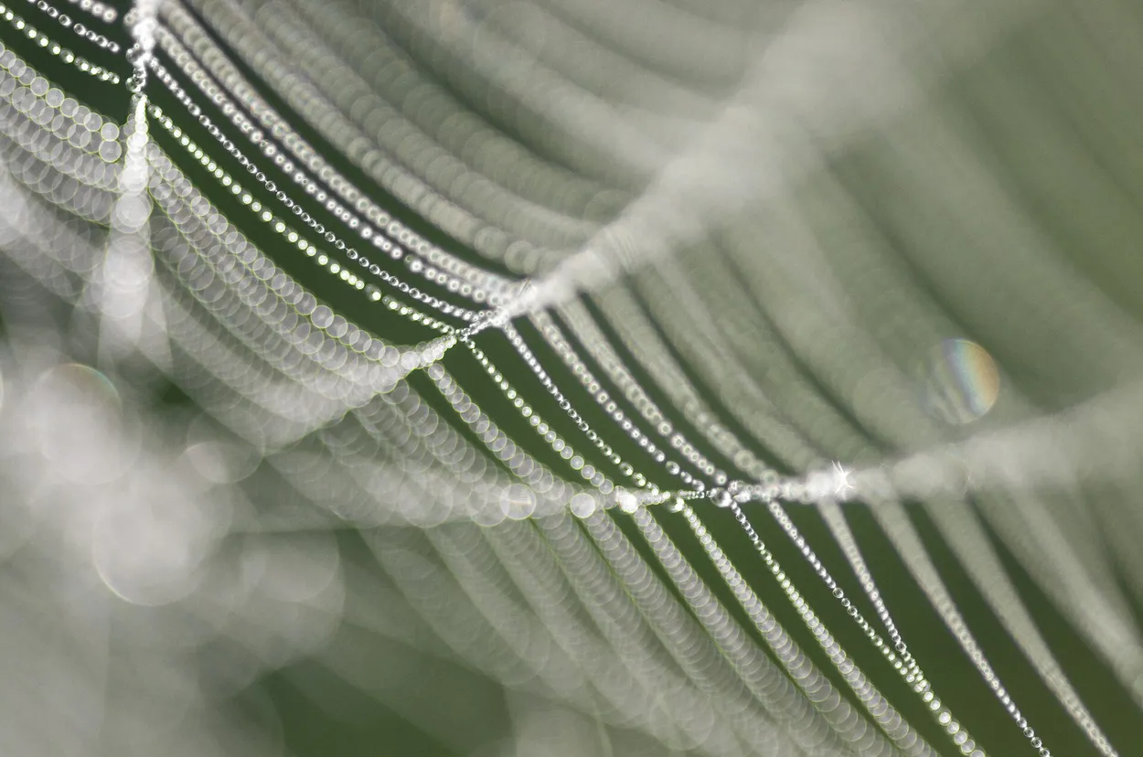 Shallow Depth of Field (Bokeh) - technique photo contest | Photocrowd ...