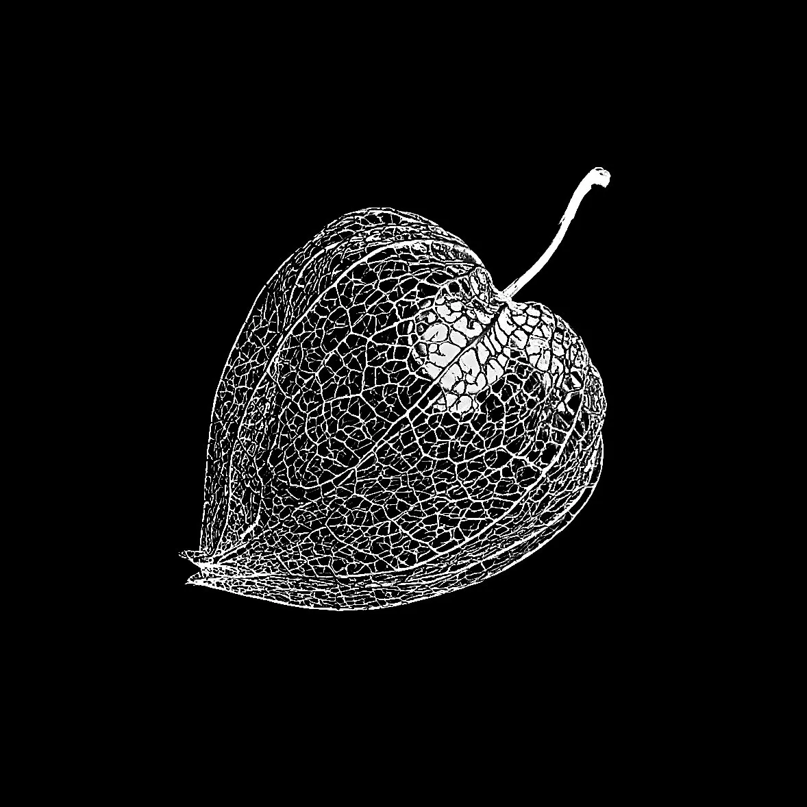Shapes of Natural Objects - stilllife photo contest | Photocrowd photo ...