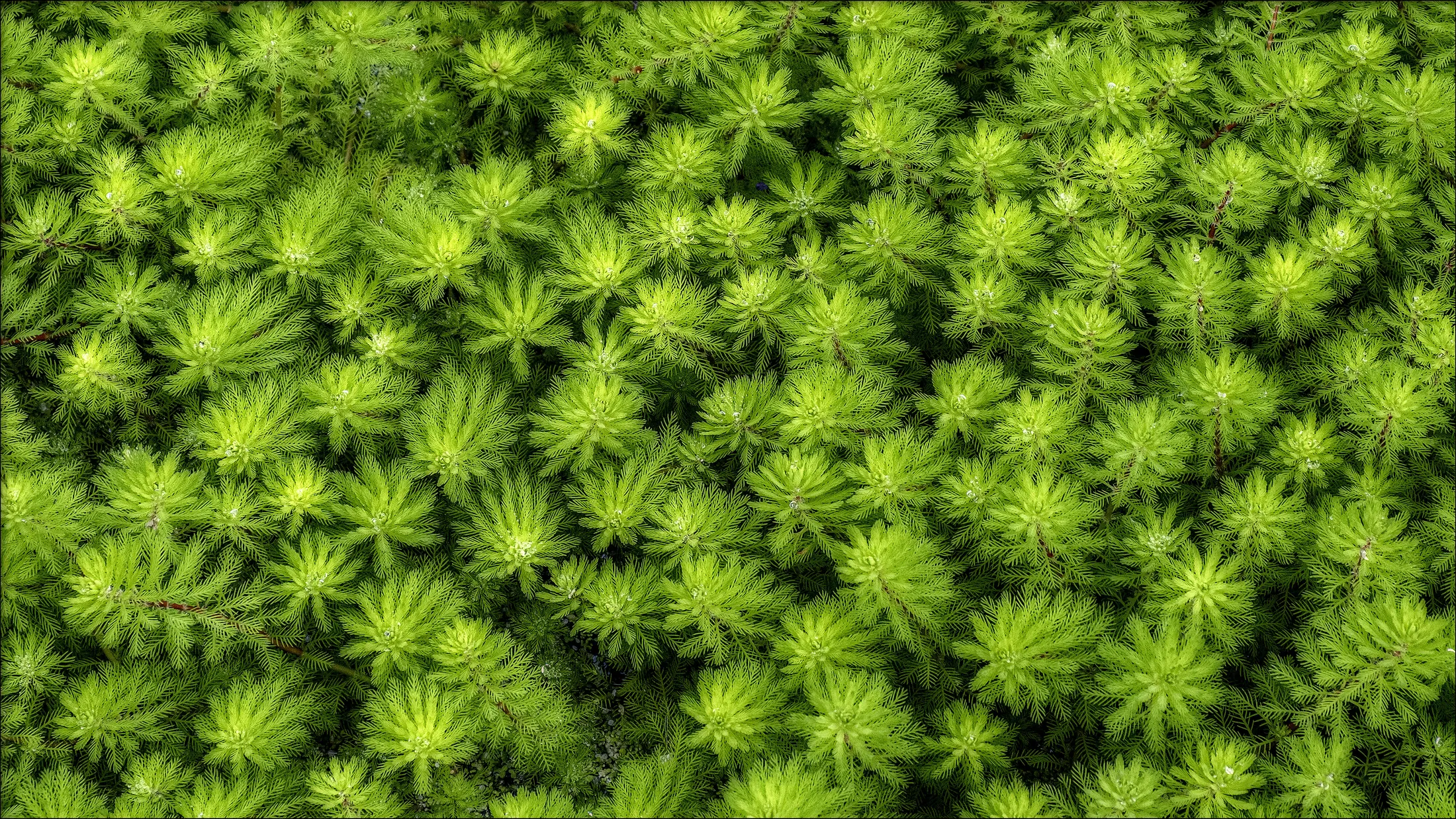 Repetition and order in nature - nature photo contest | Photocrowd ...