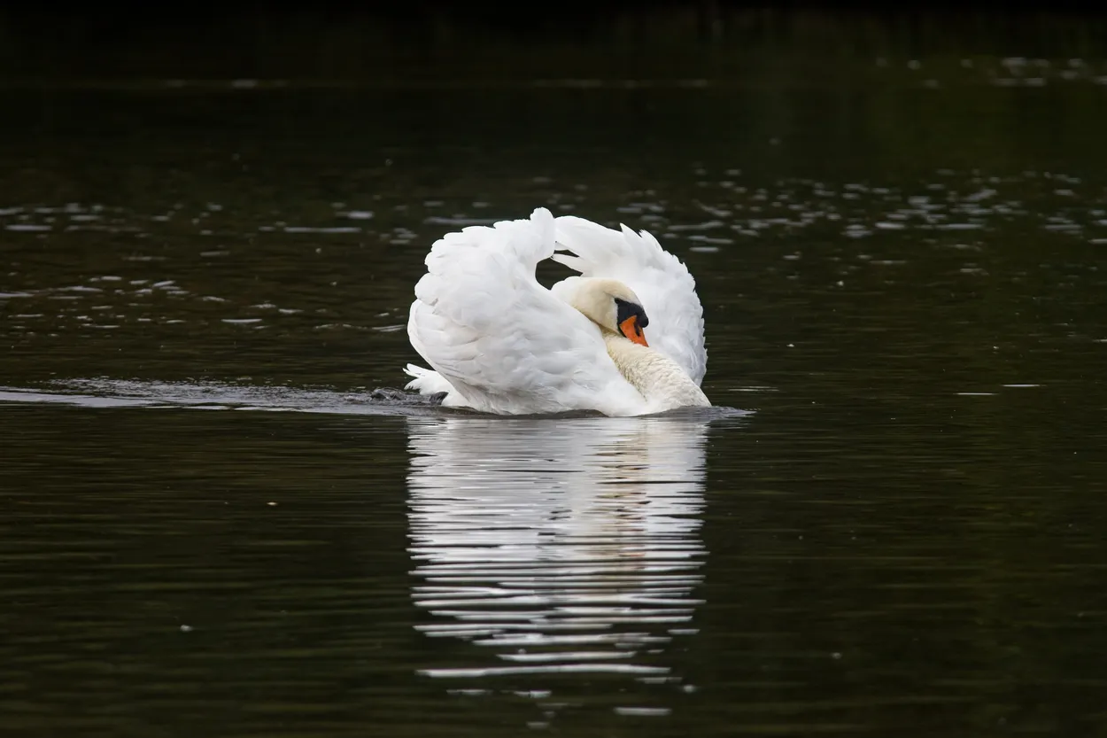 Anything White (in colour) - stilllife photo contest | Photocrowd photo ...