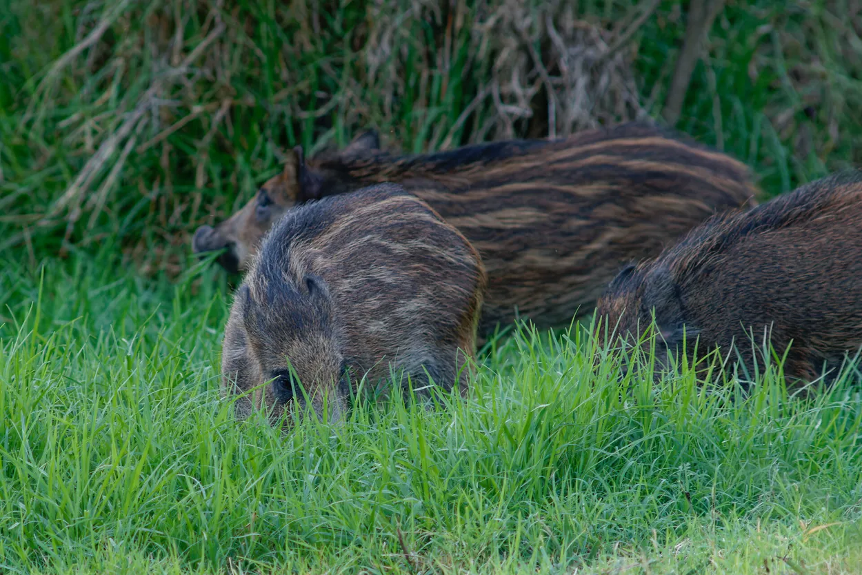 Pigs - agriculture photo contest | Photocrowd photo competitions ...