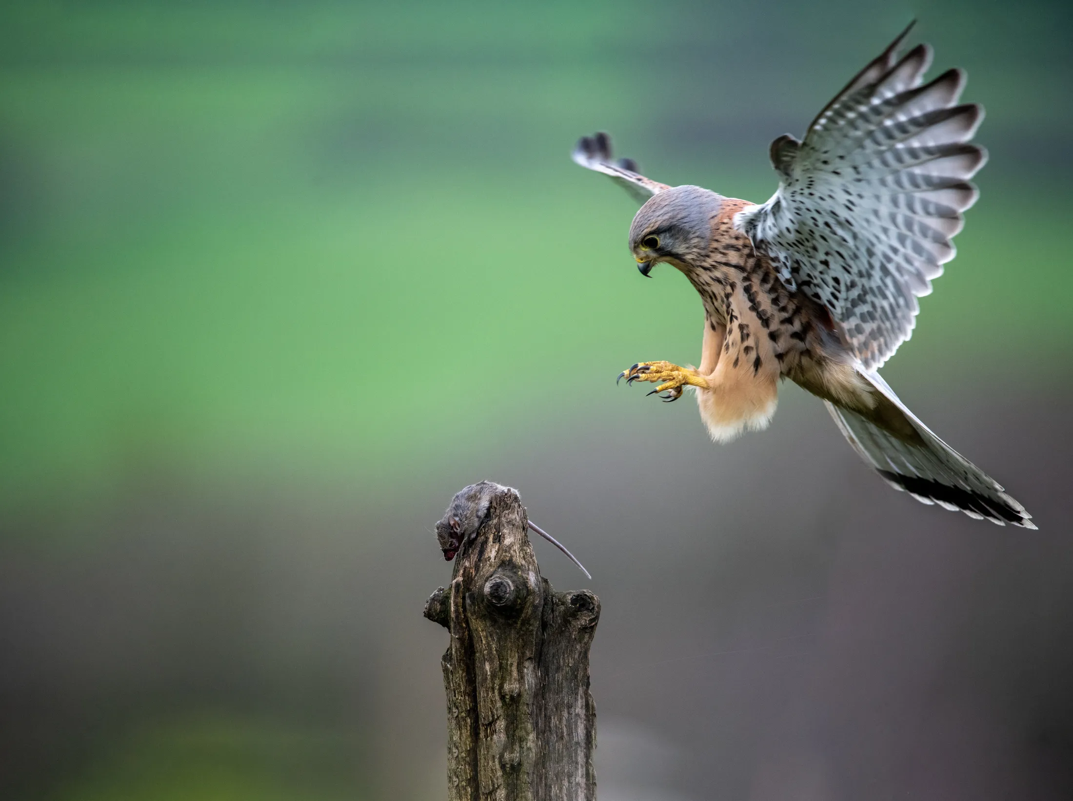Birds Flying - birds photo contest | Photocrowd photo competitions ...