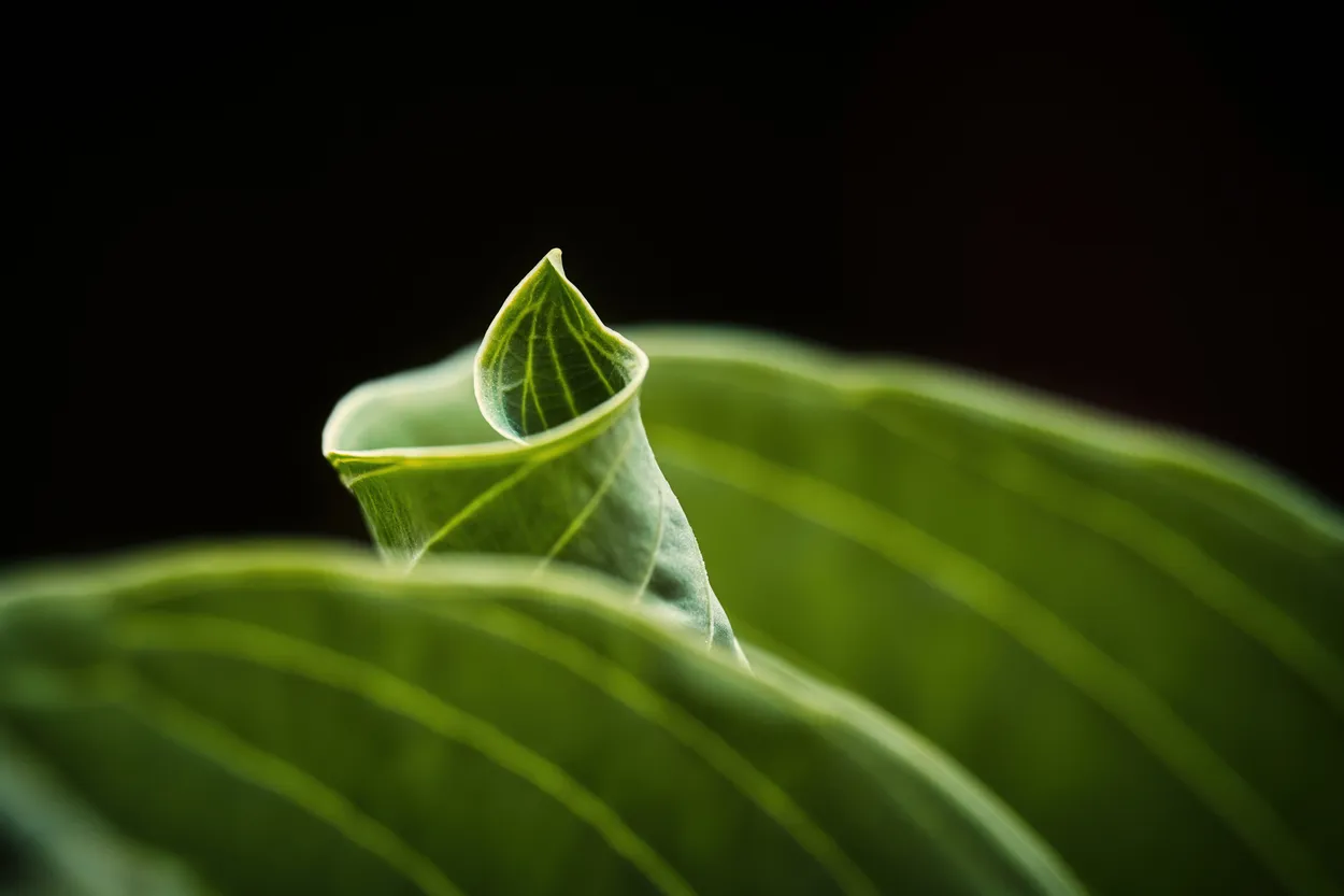 Shapes of Natural Objects - stilllife photo contest | Photocrowd photo ...