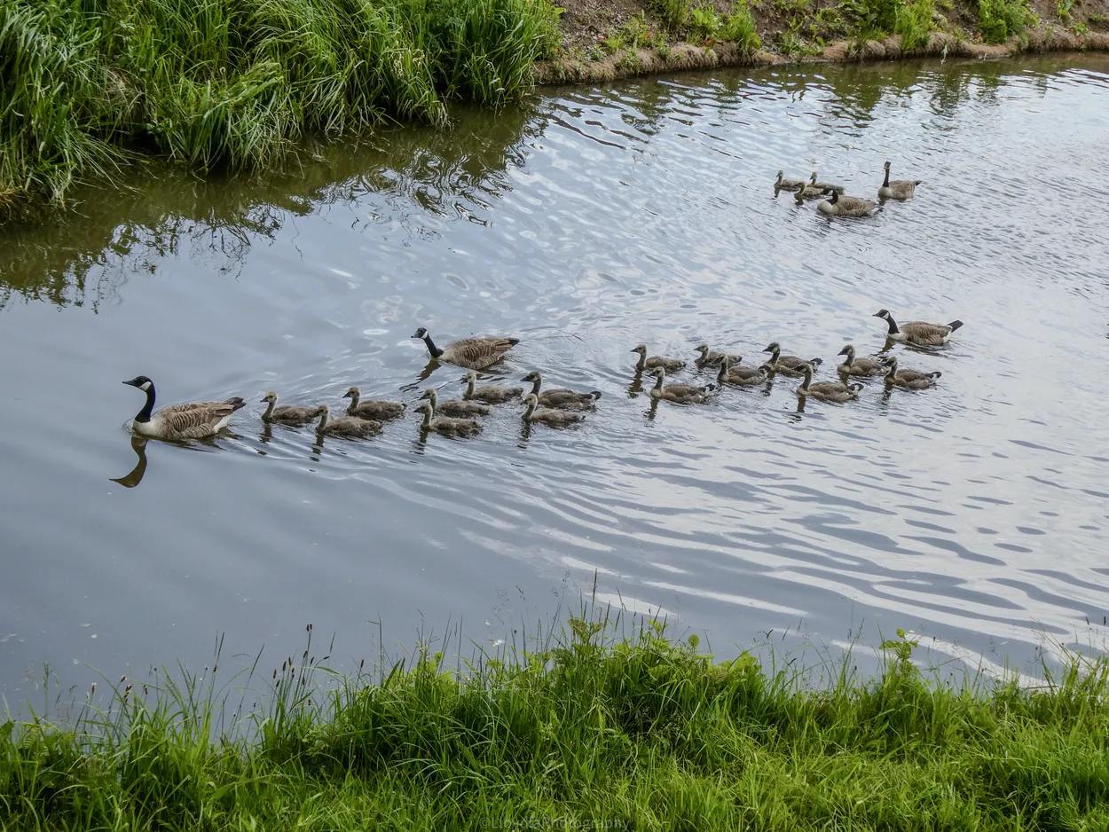 Geese with Goslings (in colour) - birds photo contest | Photocrowd ...